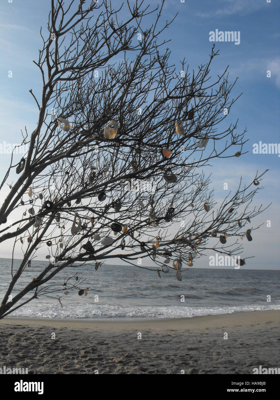 usfwsnortheast 5280465092 Photo of the Week - Shell Tree at ...