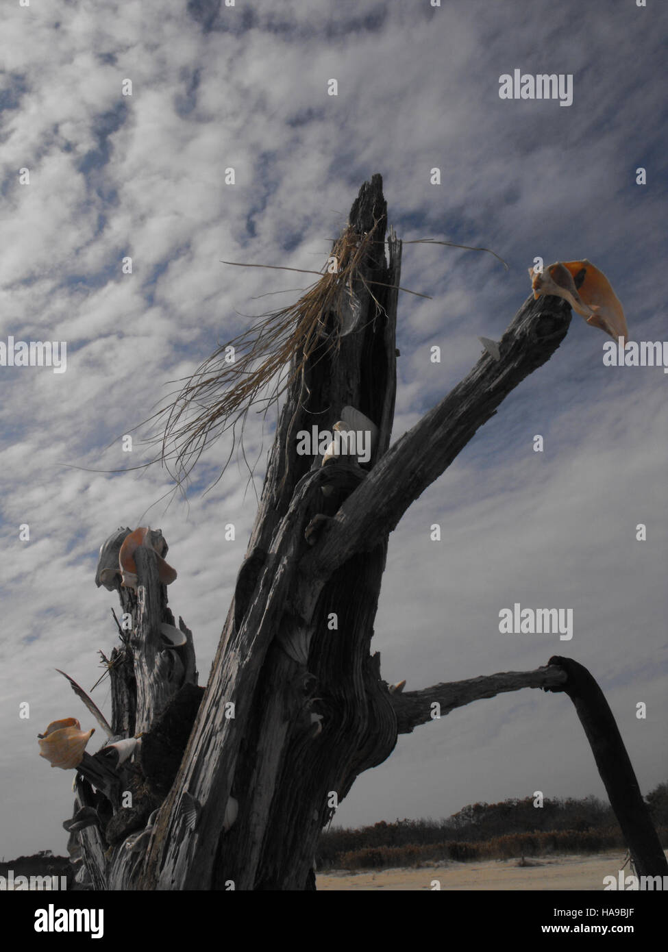 usfwsnortheast 5280466224 Shell tree Stock Photo - Alamy