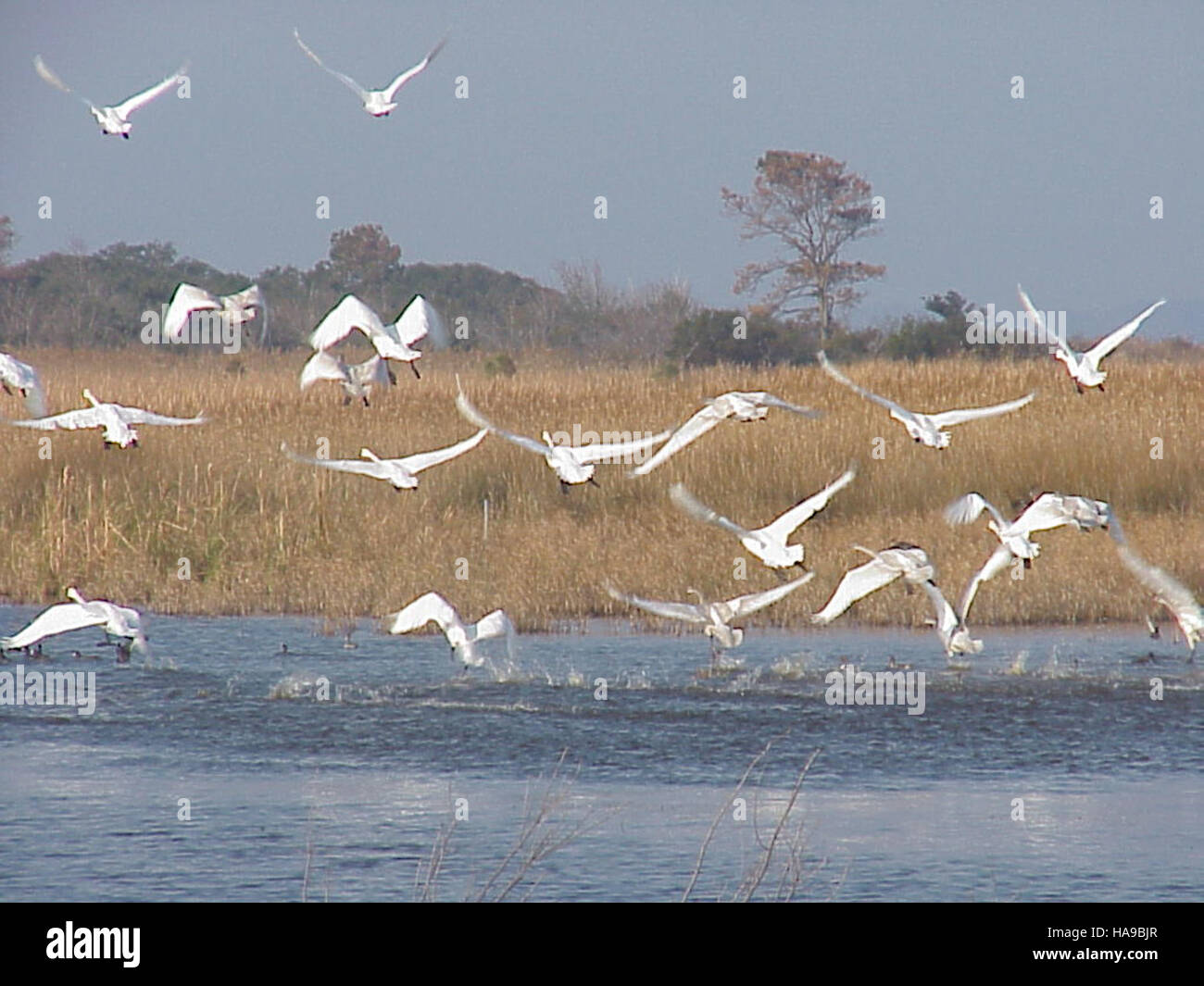 Tundra Swans migrate through national parks in the Northeast, where ...