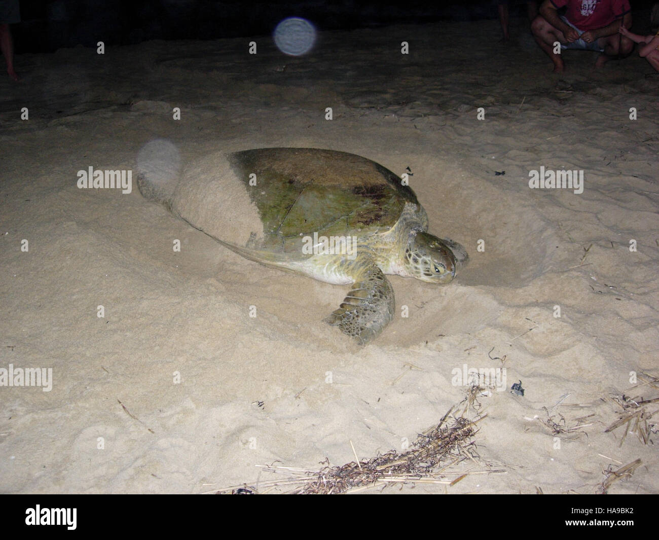 The Green Sea Turtle nesting site in a National Park serves as an ...