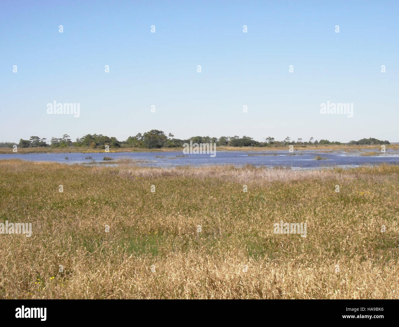The Marsh National Park serves as a critical wildlife sanctuary in the ...