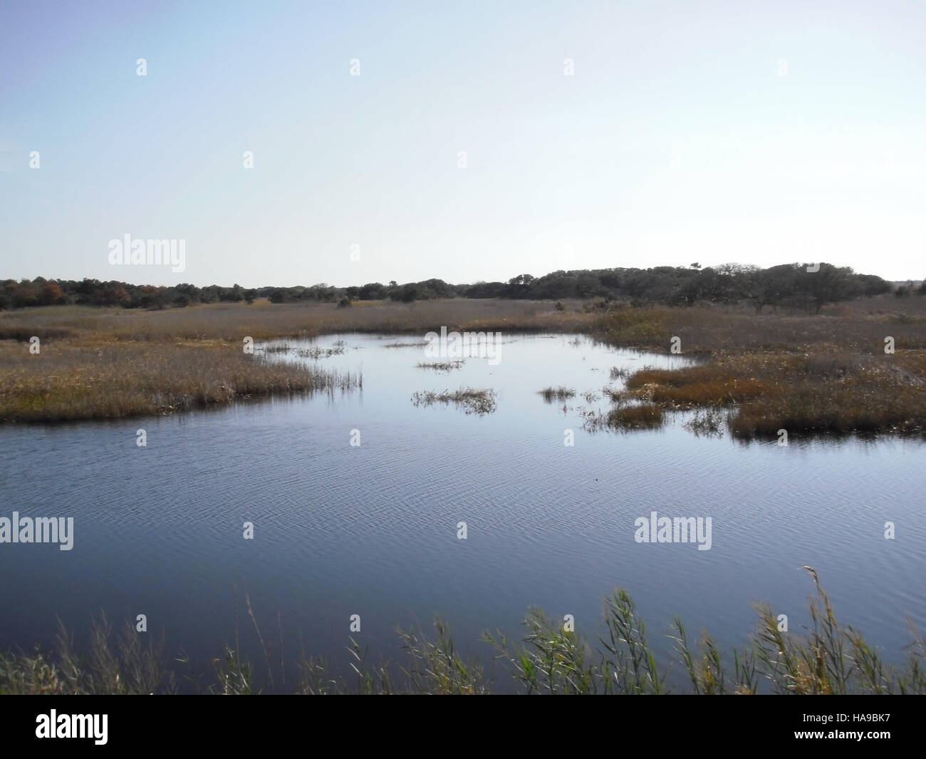 The Marsh National Park is home to diverse wetland ecosystems that ...