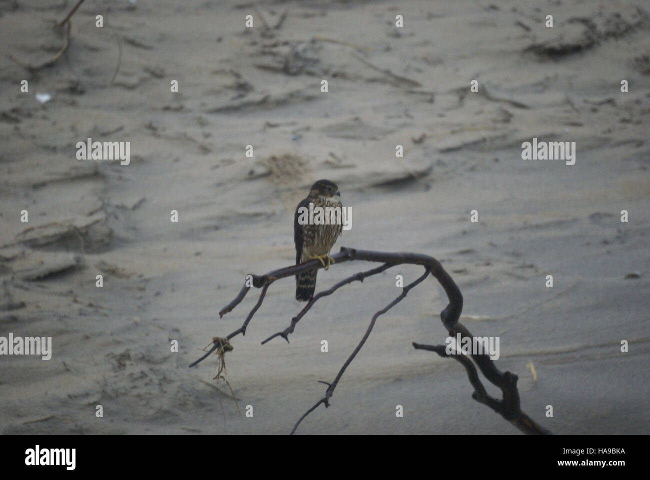 The Merlin, a small falcon, is often spotted in National Parks, where ...