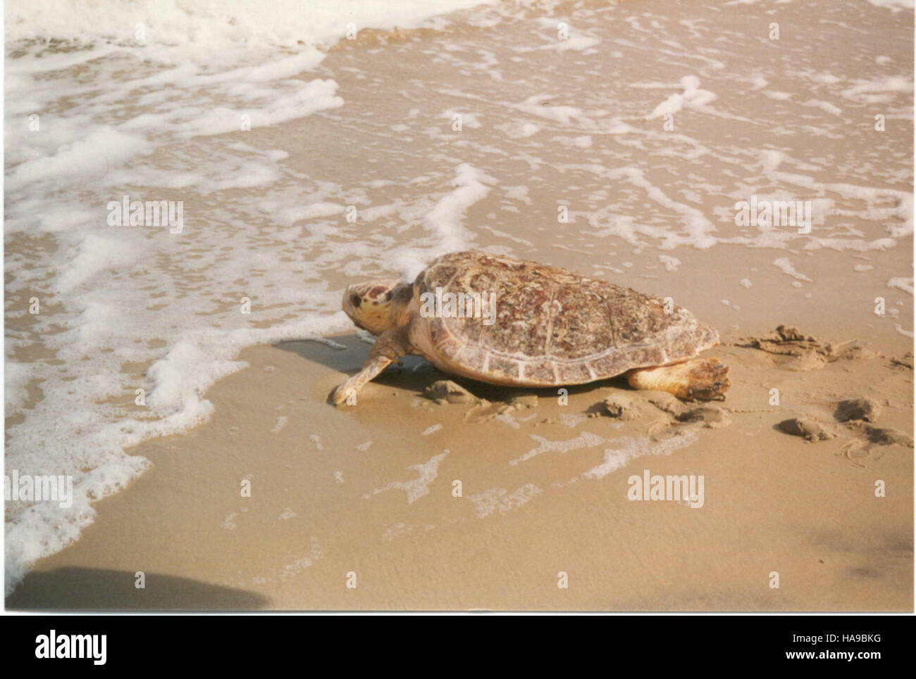 A female loggerhead sea turtle is seen in a national park, showcasing ...