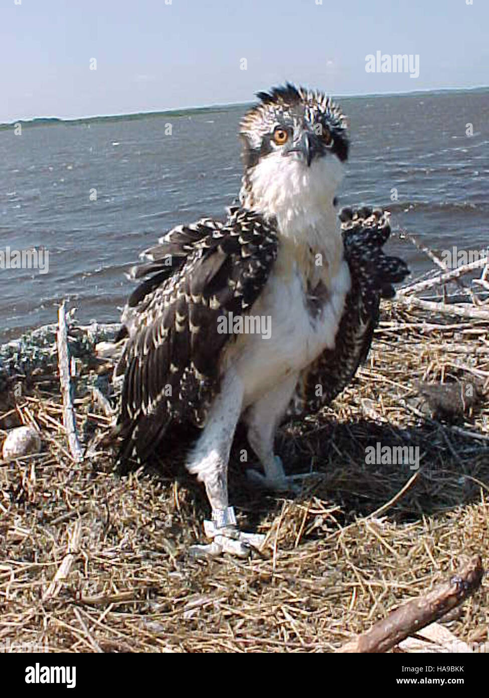 A young osprey is seen in its natural habitat at a National Park ...