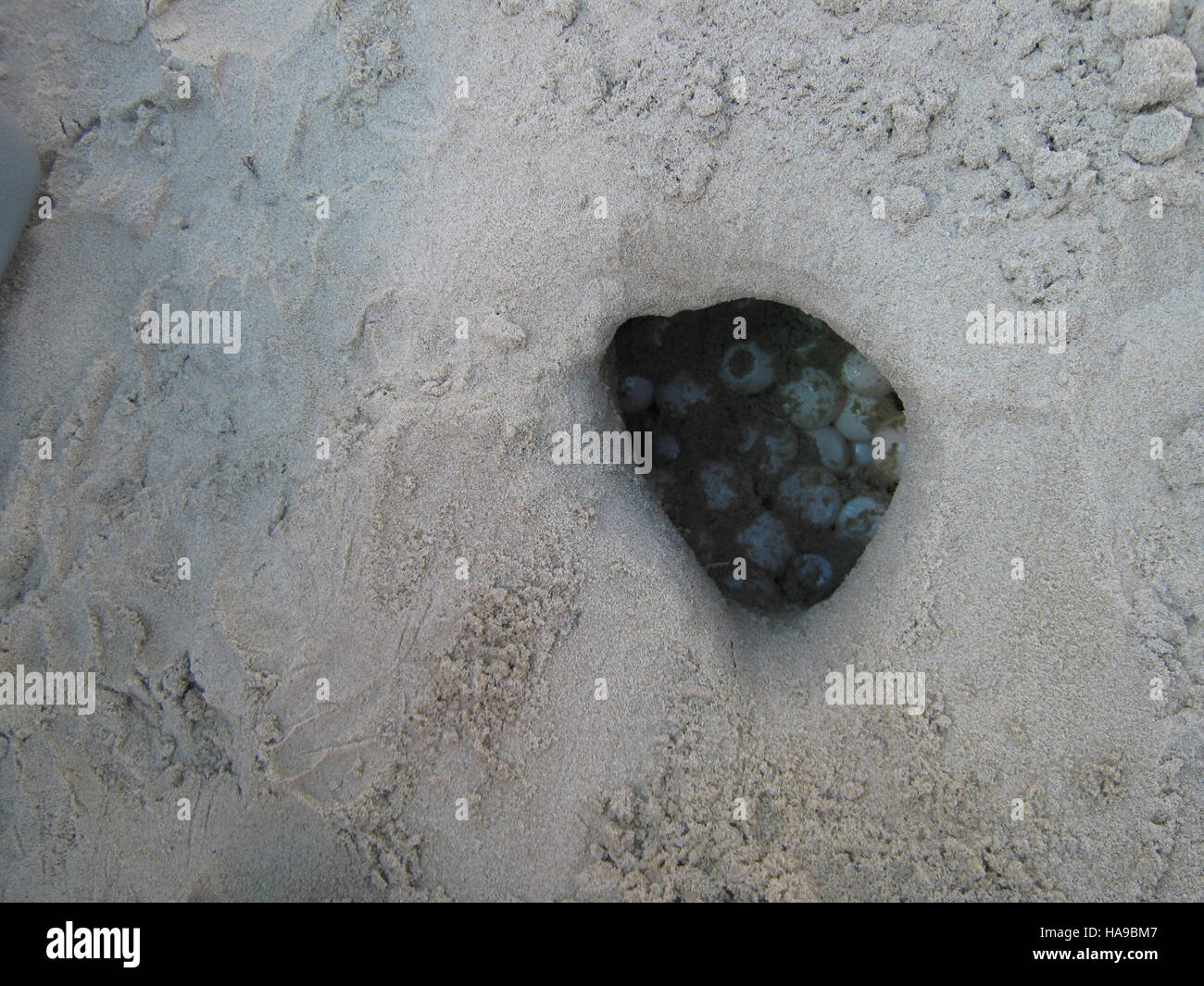 A sea turtle nest in a national park represents critical conservation ...