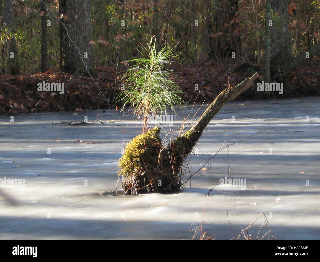A small pine tree stands on an icy pond, representing winter conditions ...