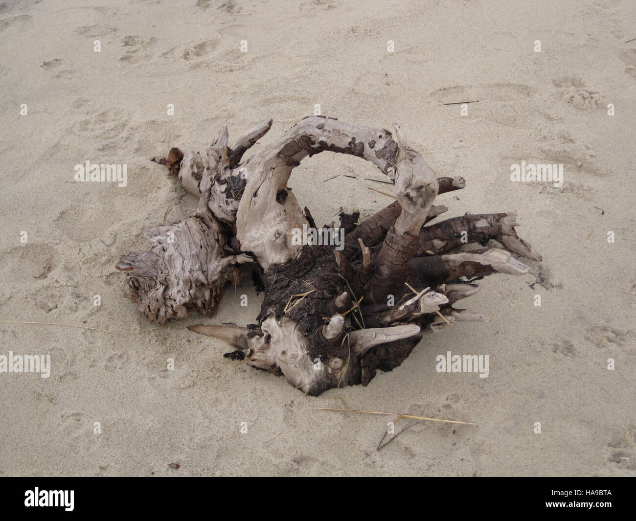 Driftwood accumulates on the beach at Monomoy National Wildlife Refuge ...