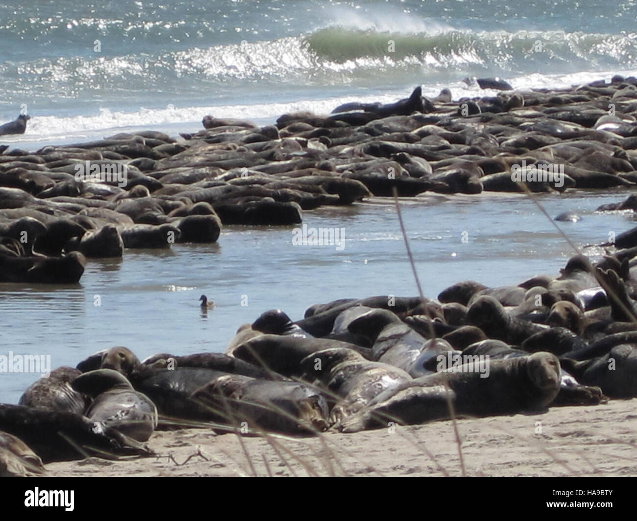 Monomoy island hi-res stock photography and images - Alamy