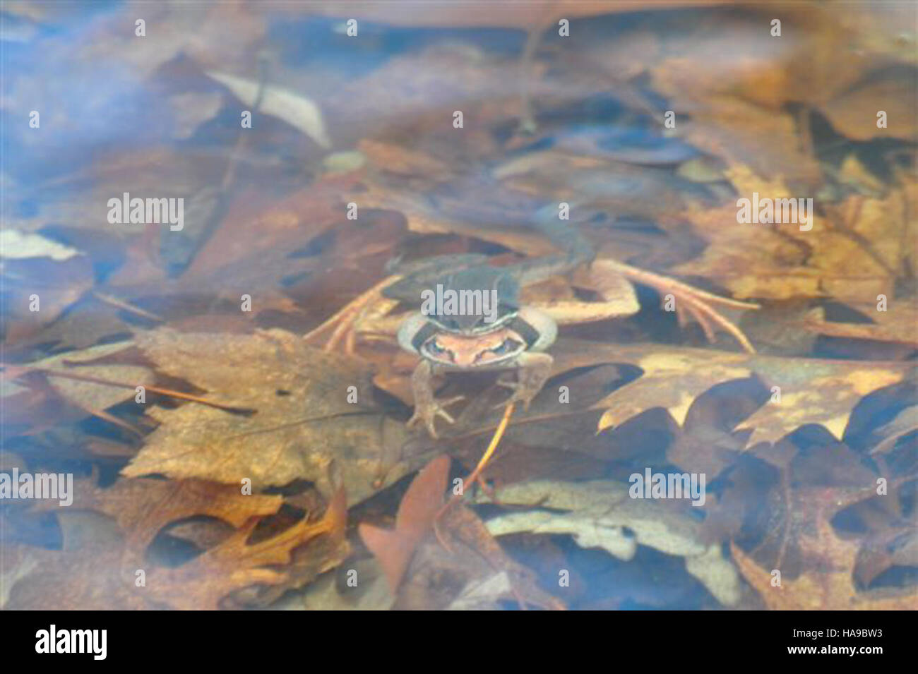 A frog is seen in the Kettle Pond, a vernal pool located within a ...