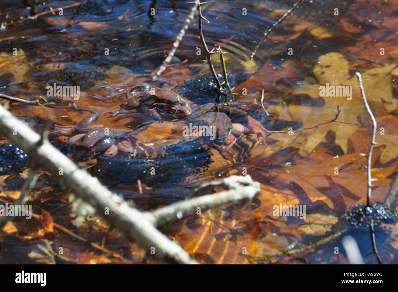 Frogs in the Kettle Pond vernal pool, highlighting the biodiversity of ...