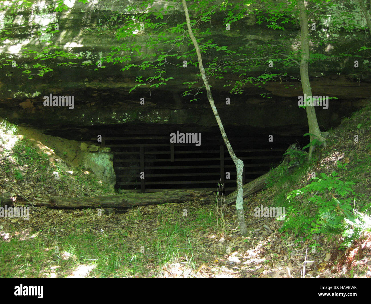 Hibernaculum hi-res stock photography and images - Alamy