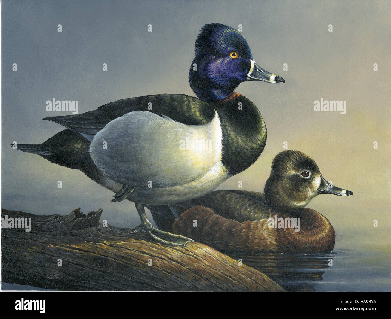 The winning entry of the Federal Junior Duck Stamp Art Contest ...