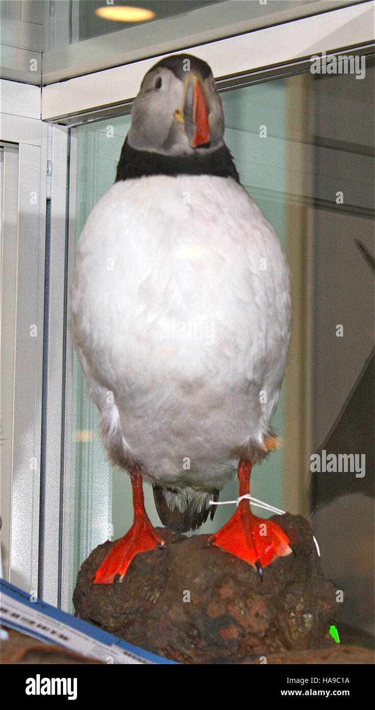 The Mounted Puffin image represents the rich biodiversity of U.S ...