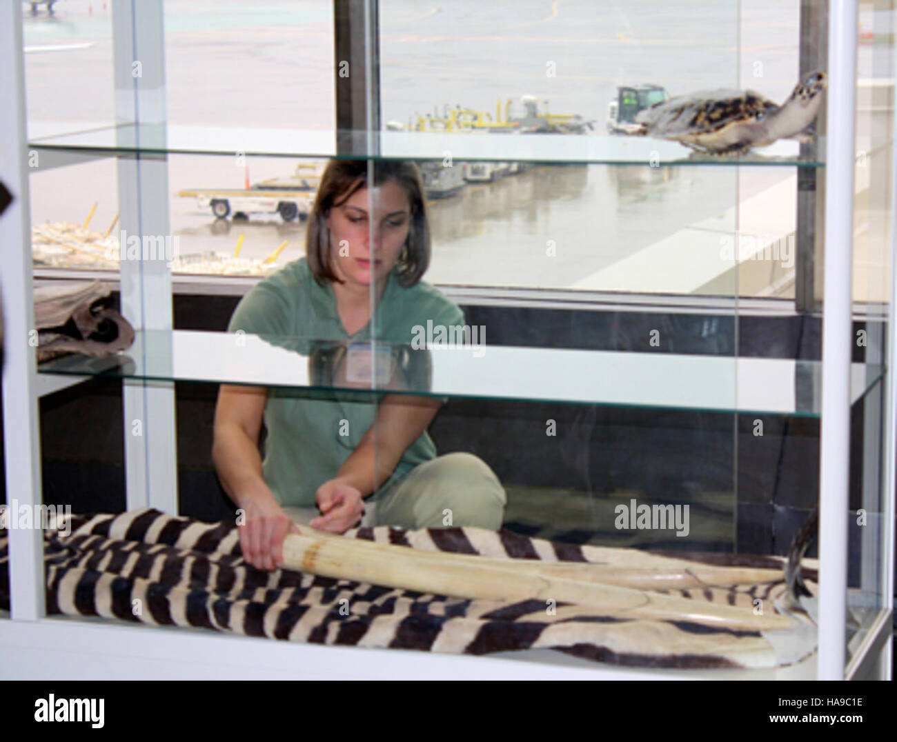 This image depicts the installation of an ivory display in a national ...
