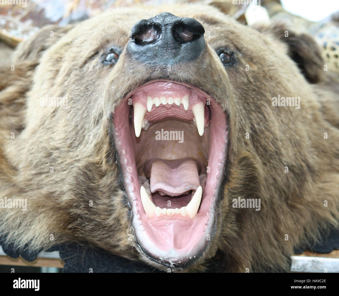 Iconic apex predators hi-res stock photography and images - Alamy