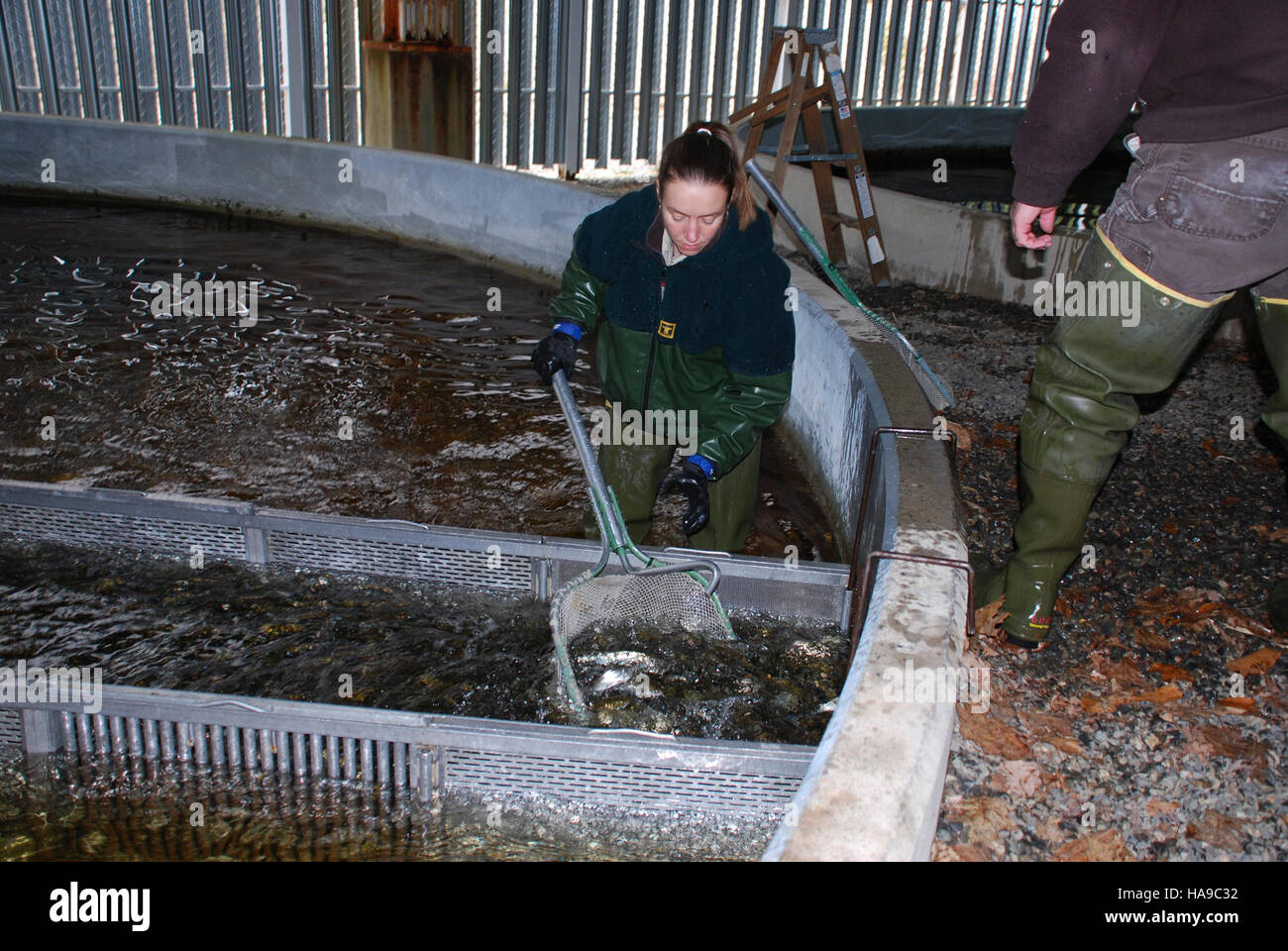 This image shows the netting of Atlantic Salmon as part of a ...