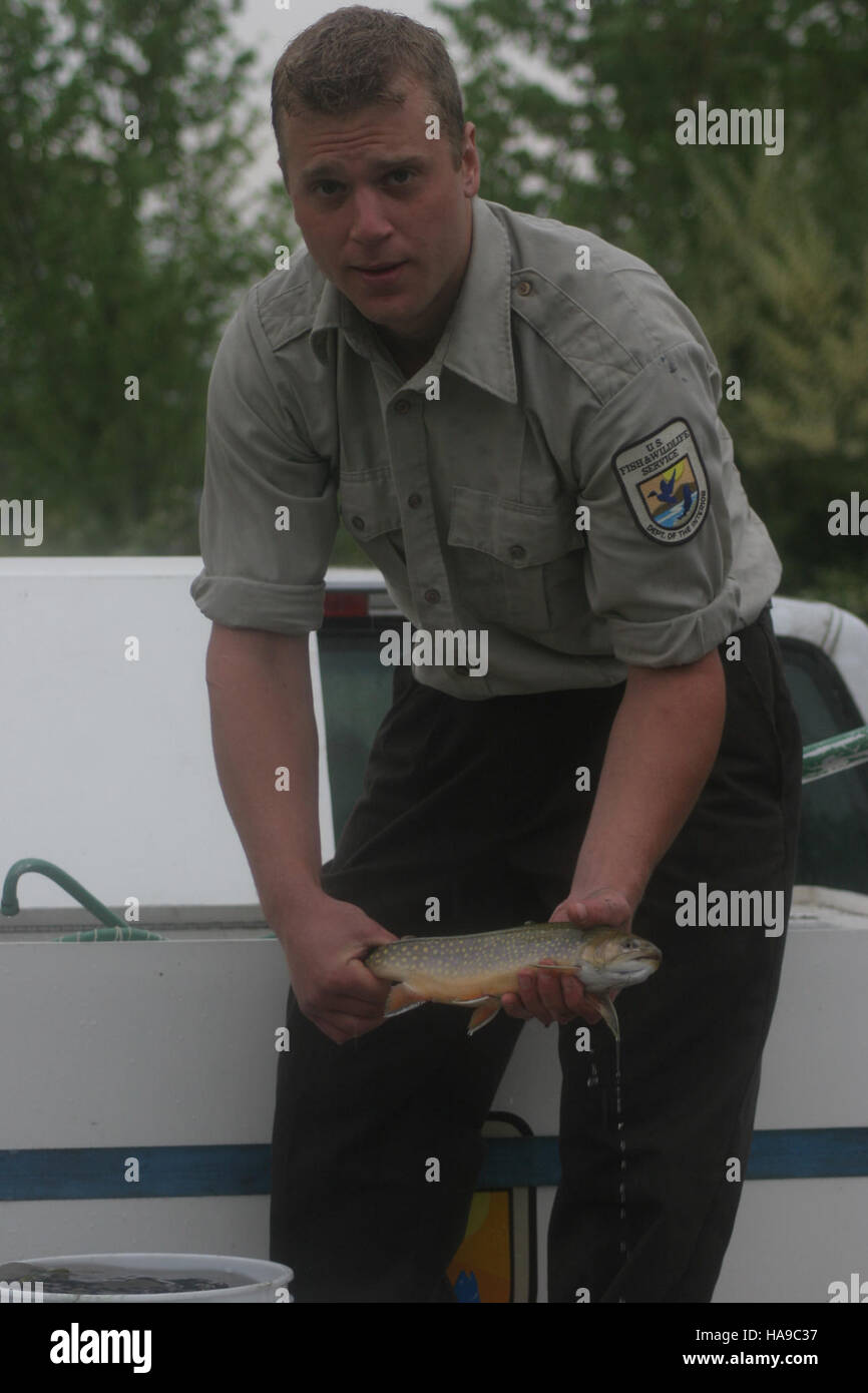 Brook trout, a native species, thrive in the clear, cold streams of ...