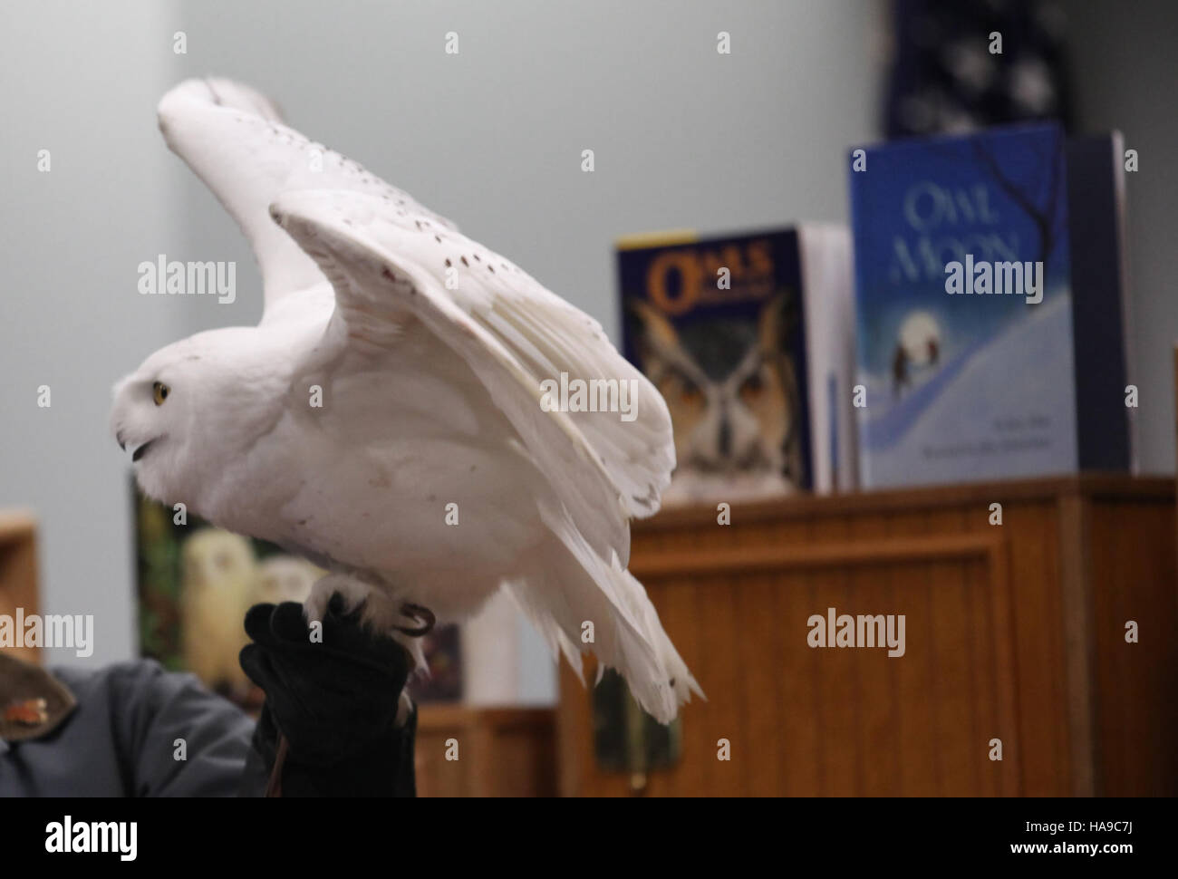 A snowy owl perched in its natural habitat, showcasing the species ...
