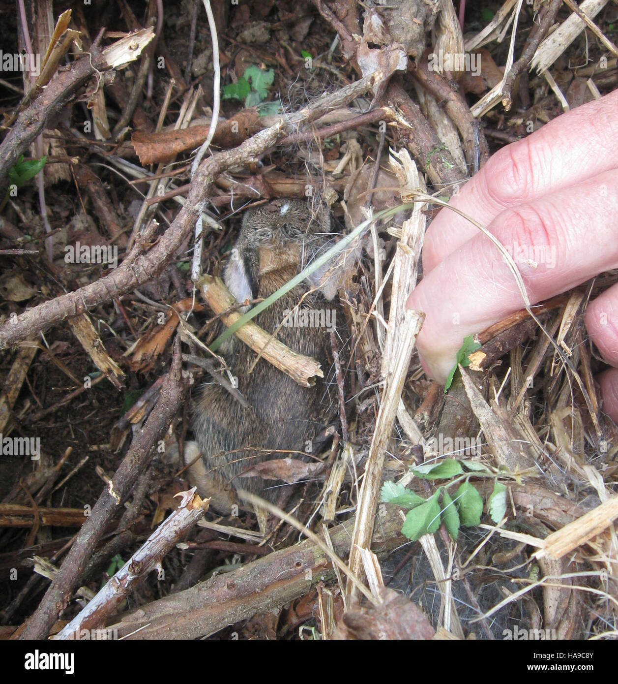 A juvenile eastern cottontail rabbit is photographed in its nest in ...
