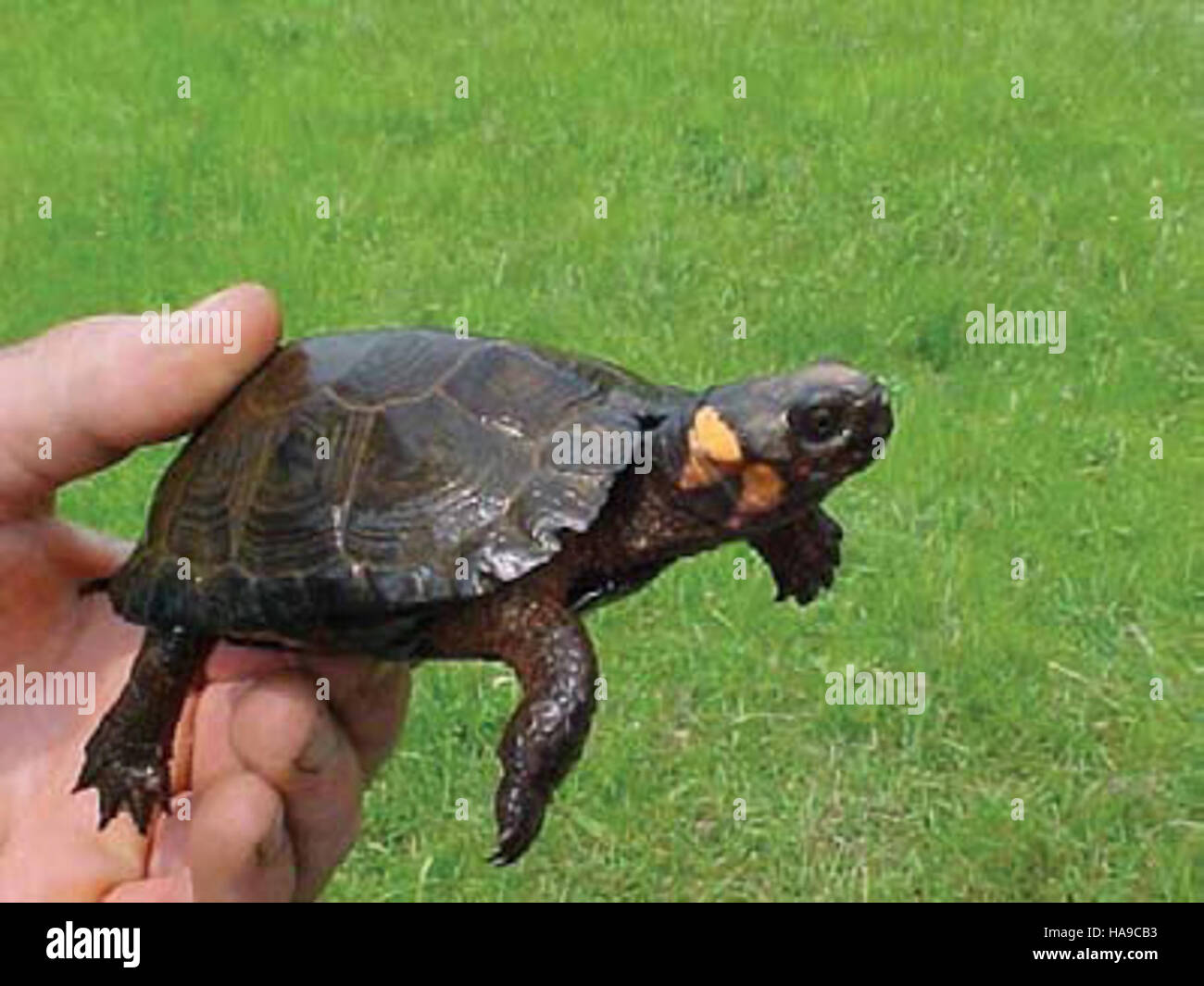 The Bog Turtle, a species found in specific wetland habitats, is a key ...