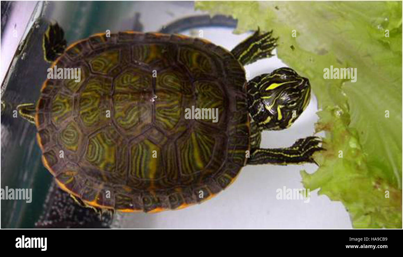 A Northern red-bellied cooter hatchling is observed in its natural ...