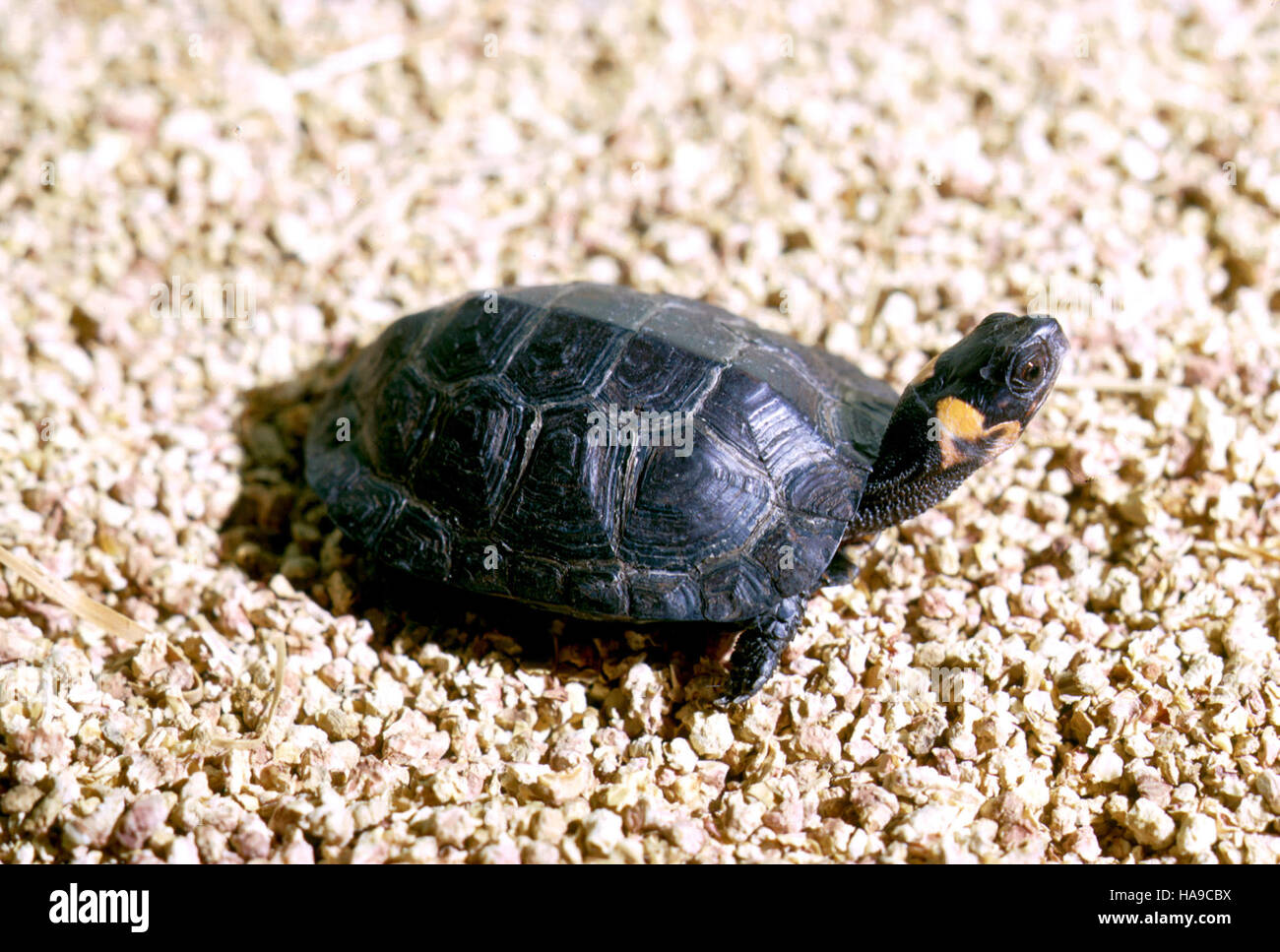 The bog turtle, an endangered species, is the focus of conservation ...