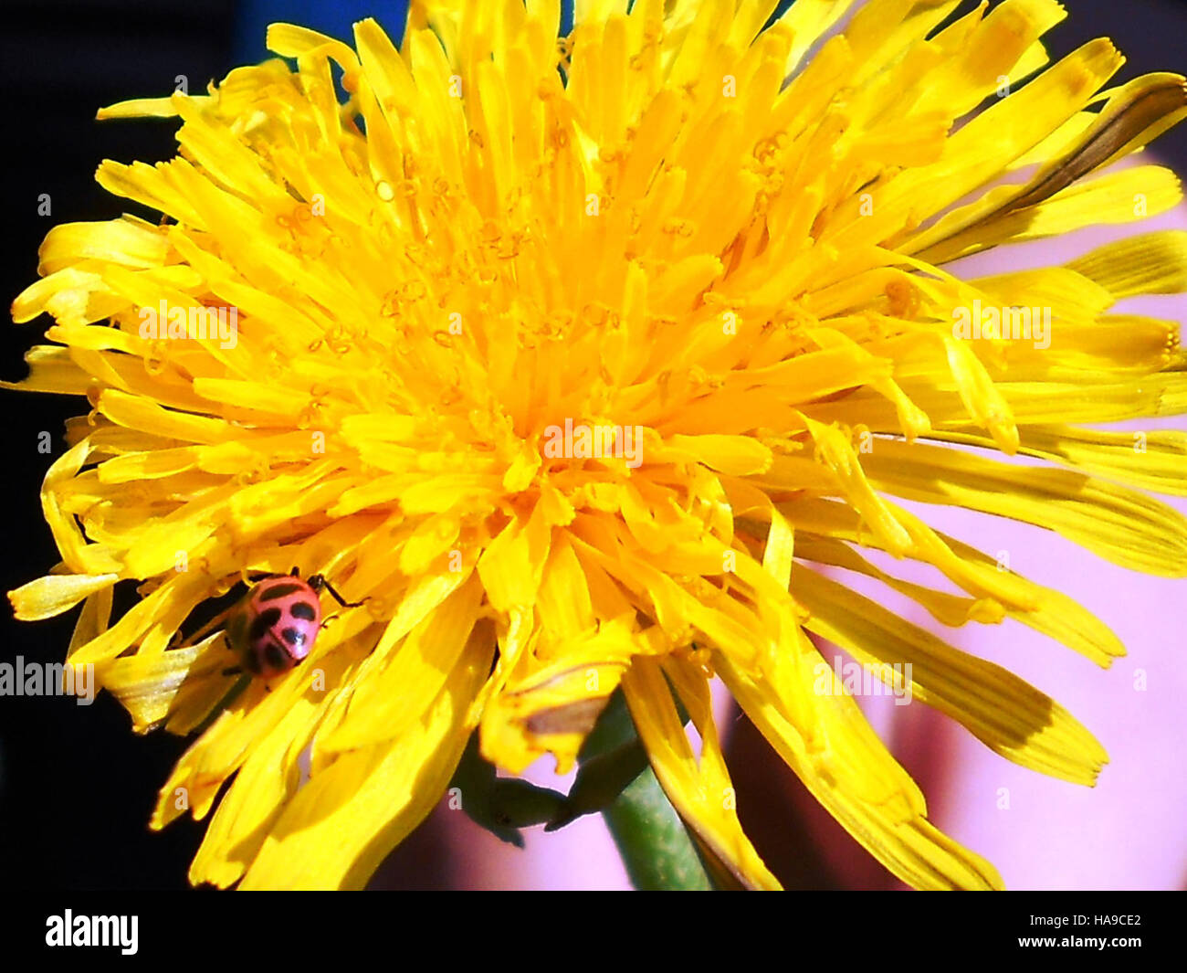 A photo by Yaneliz Tomasini captures the stunning natural beauty of the ...