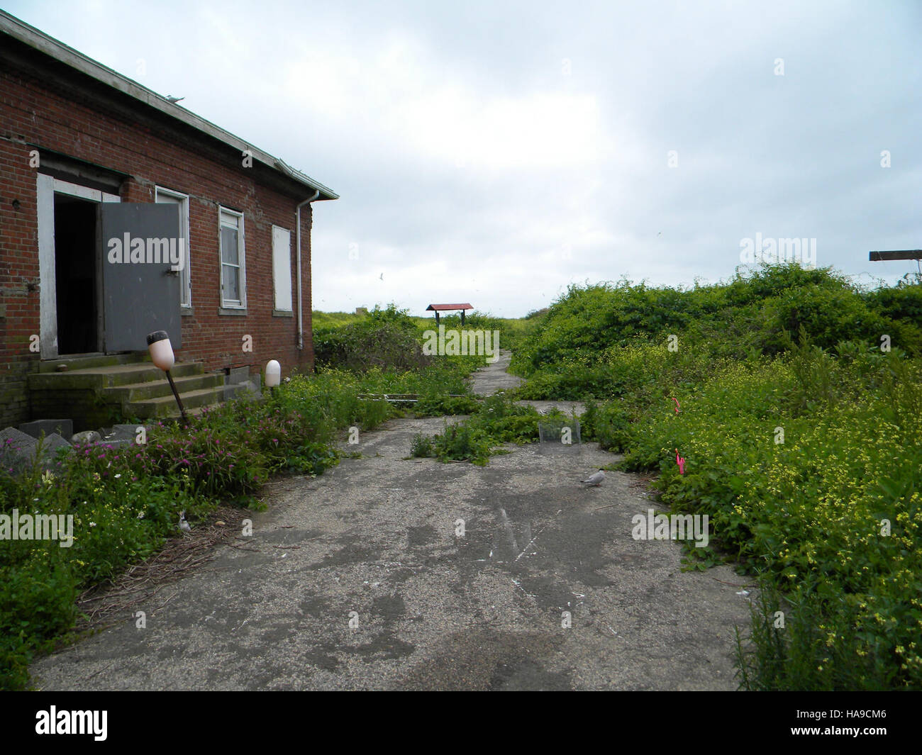 Great Gull Island, located off the coast of New York, is a key site for ...