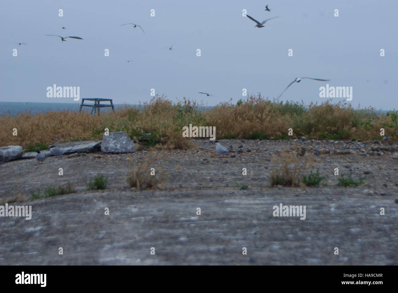 Great Gull Island, located off the coast of New York, is known for its ...