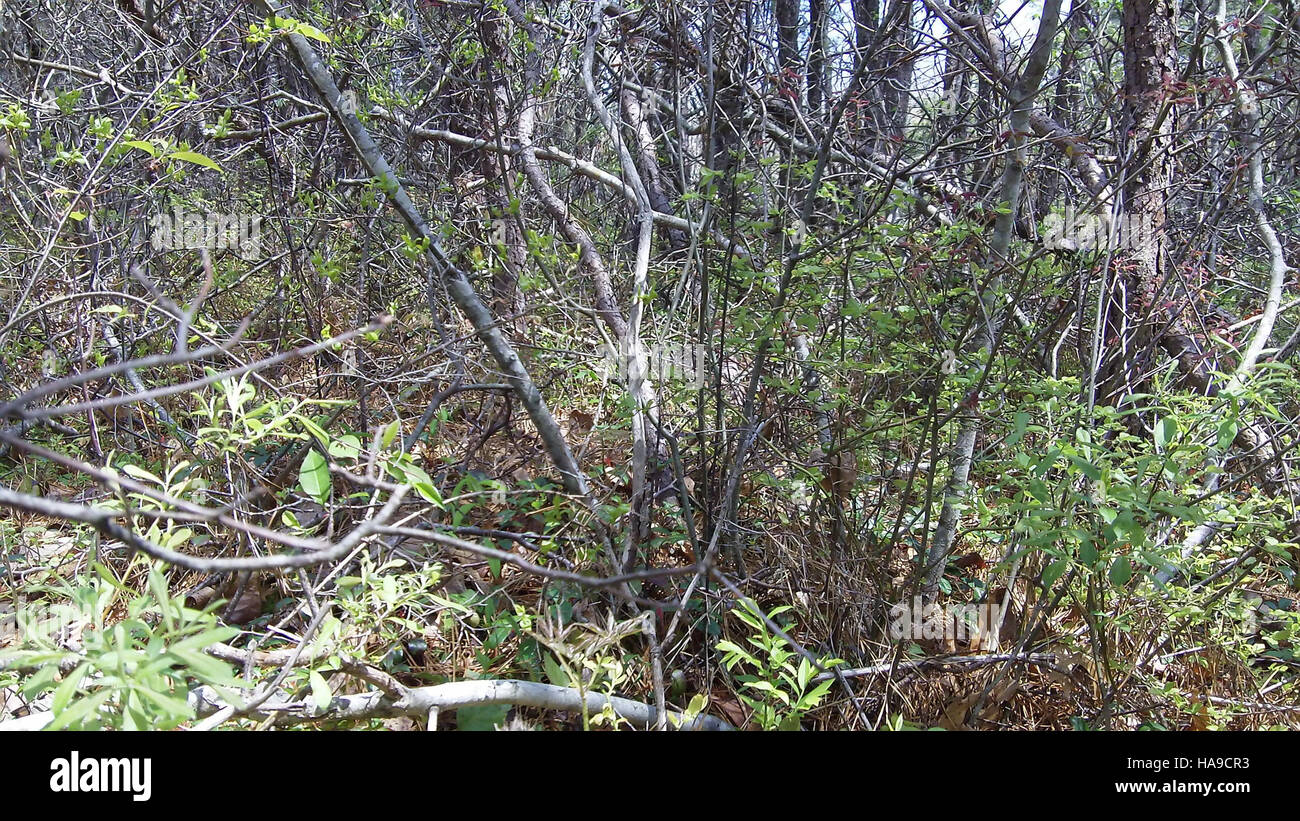 The New England cottontail, a species under protection, thrives in its ...