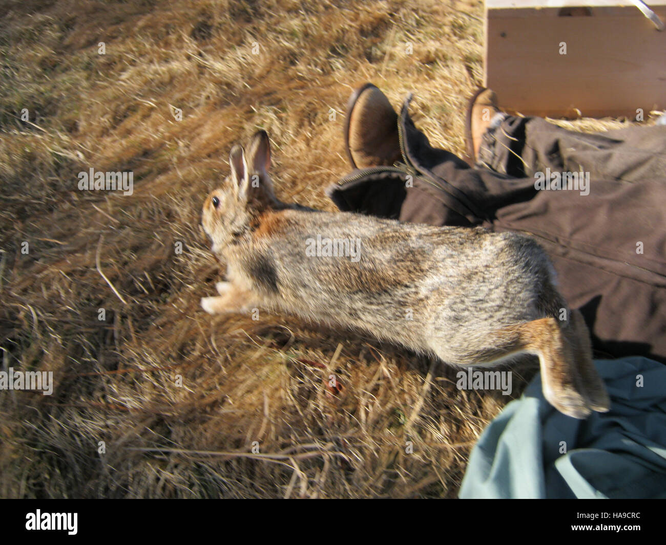 Efforts to find and protect the endangered New England cottontail ...