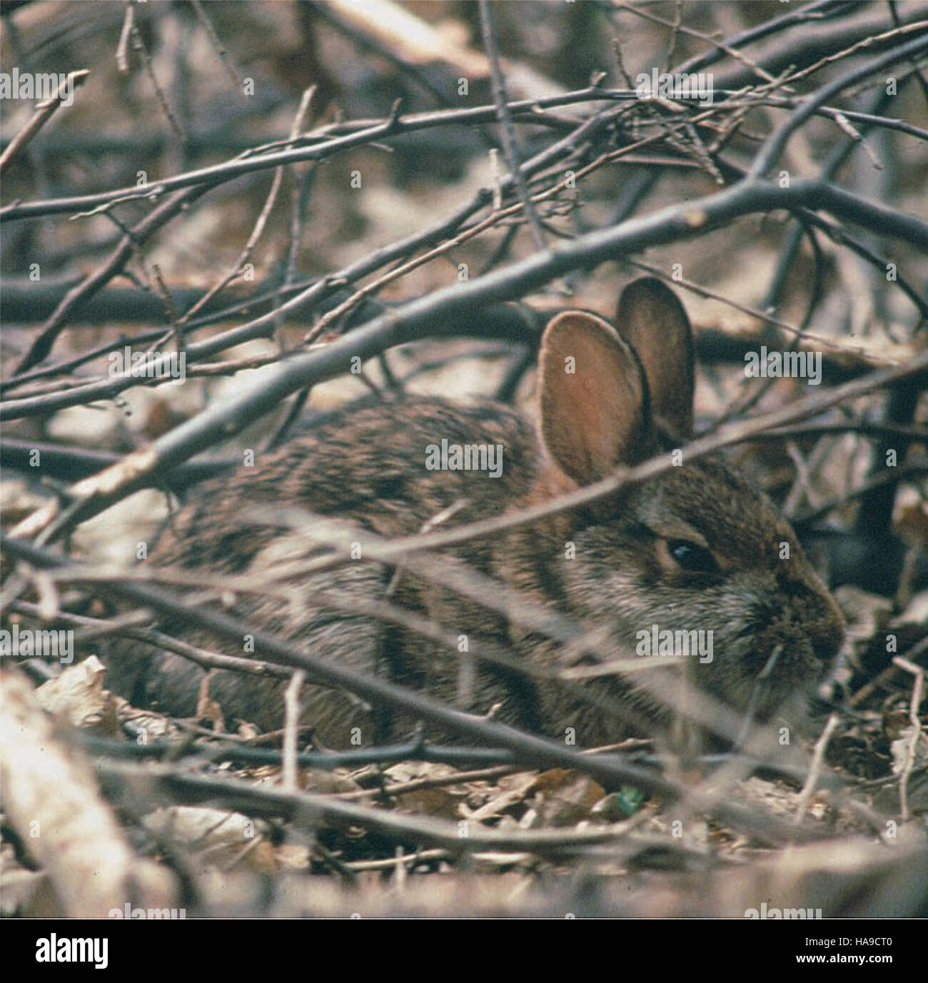 usfwsnortheast 5927119225 New England cottontail Stock Photo - Alamy