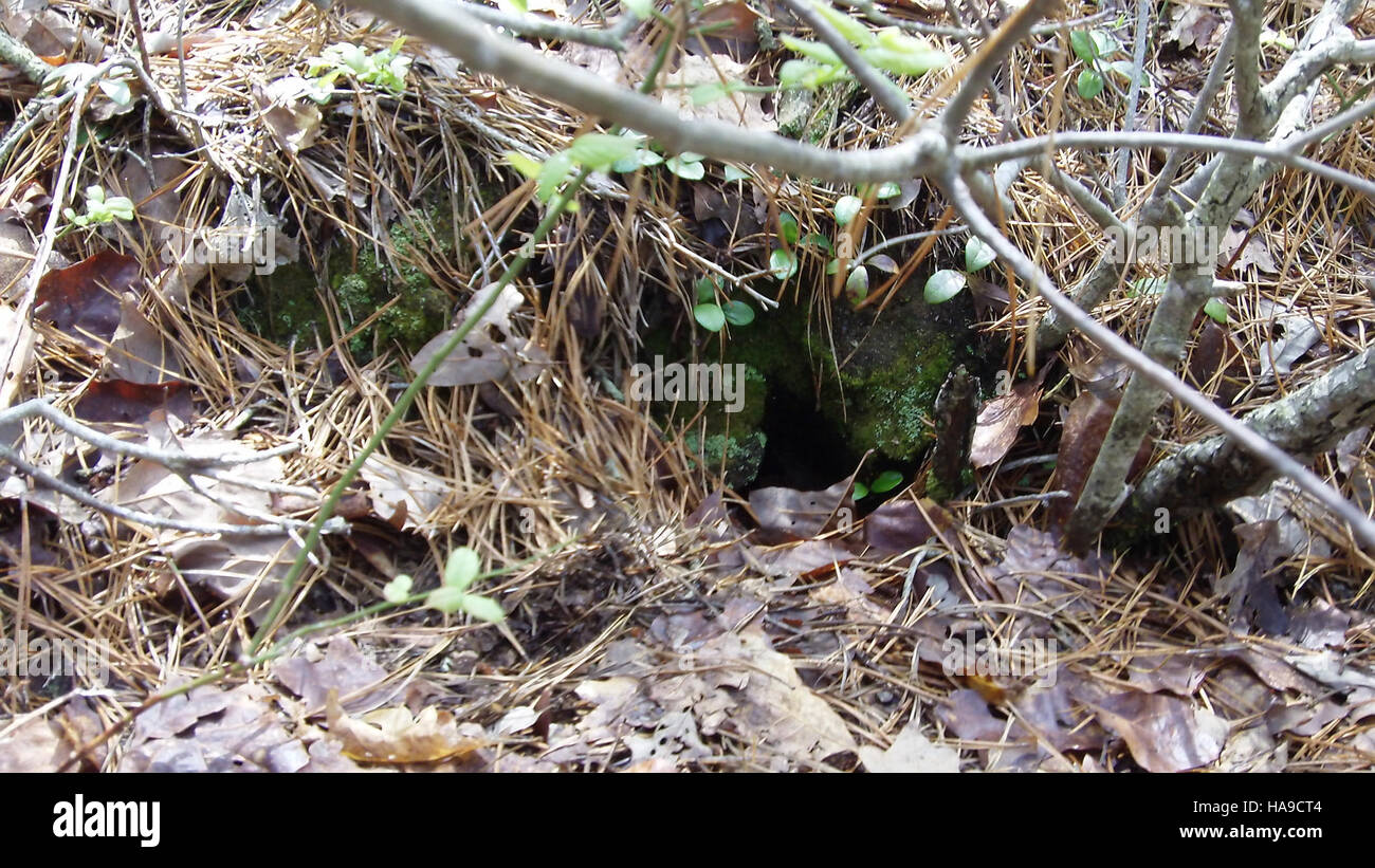 usfwsnortheast 5927615844 New England cottontail burrow Stock Photo - Alamy