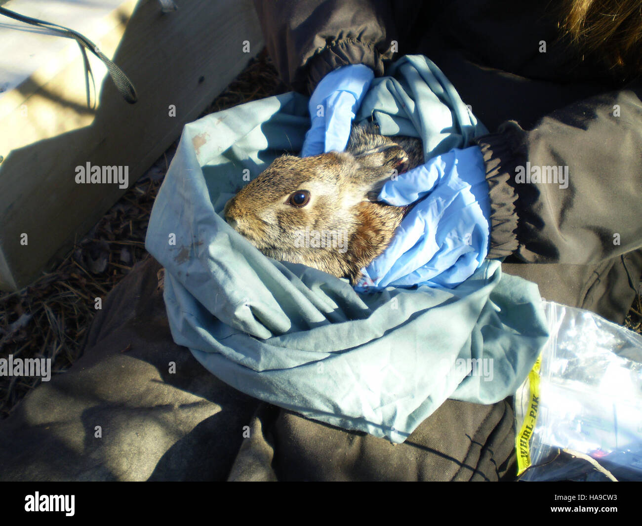 Efforts to protect the New England cottontail rabbit include habitat ...