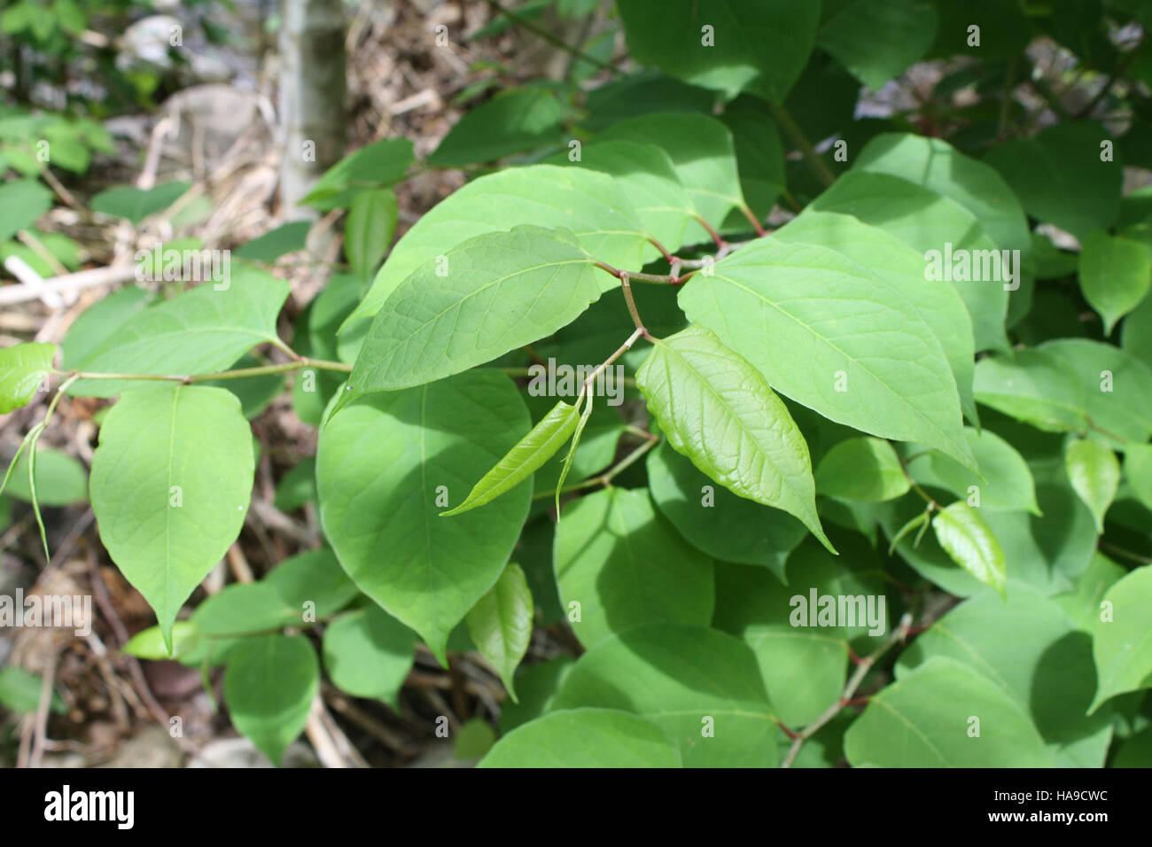 Efforts are underway to control the expansion of Japanese Knotweed in ...