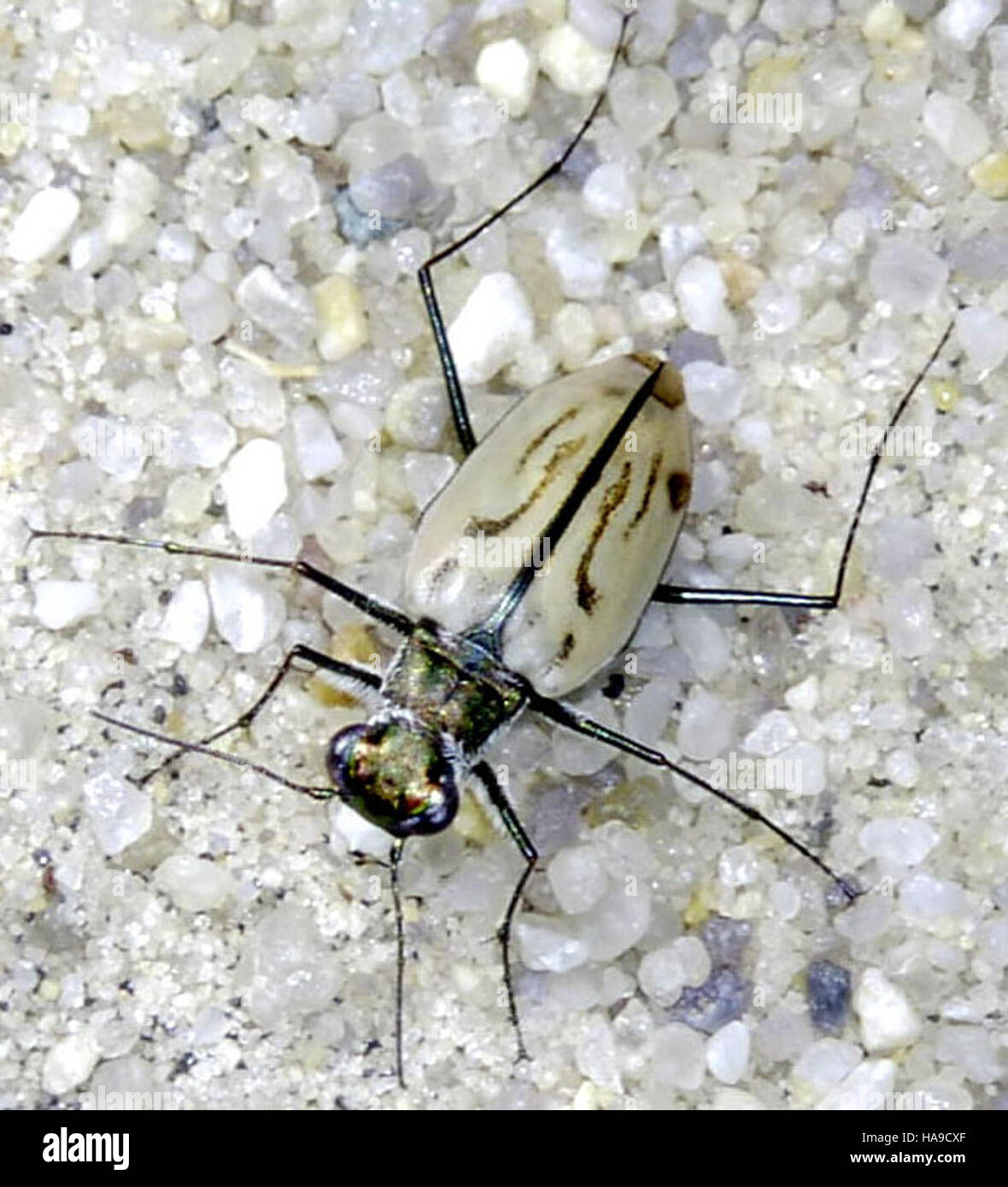 Northeastern beach tiger beetle hi-res stock photography and images - Alamy