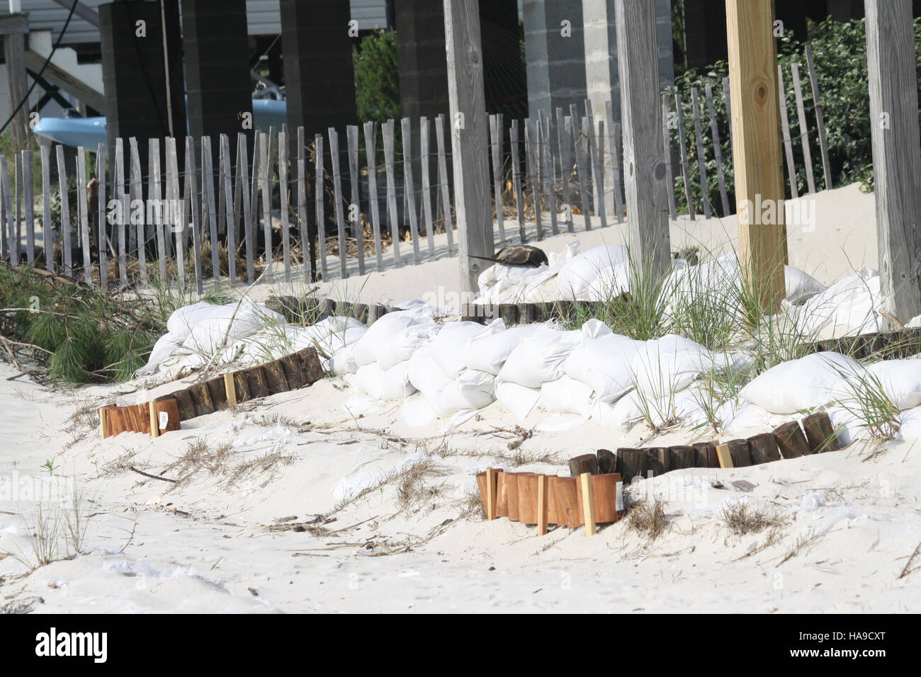 The Bavon Beach project involves habitat restoration efforts in a ...