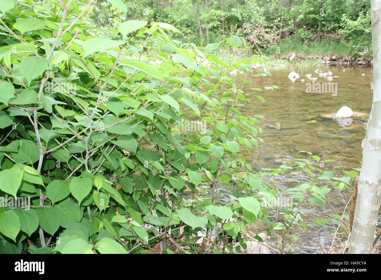 The invasive Japanese Knotweed is being actively managed in U.S ...