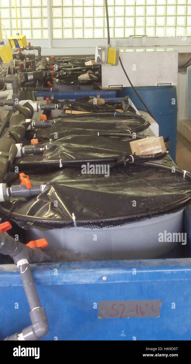 The development of research tanks for lake trout studies aims to ...