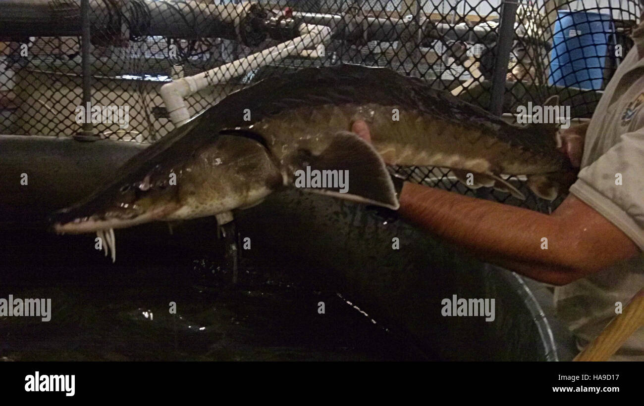 The Atlantic Sturgeon National Park protects the endangered Atlantic ...