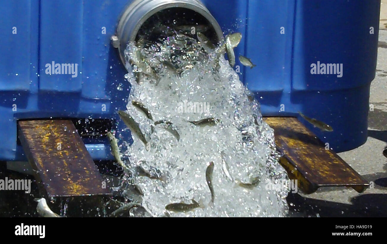 The U.S. Fish and Wildlife Service transfers young trout into a raceway ...