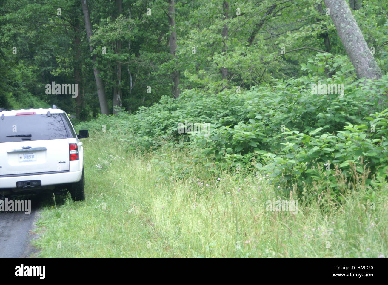 Efforts to control the expansion of Japanese Knotweed are ongoing ...
