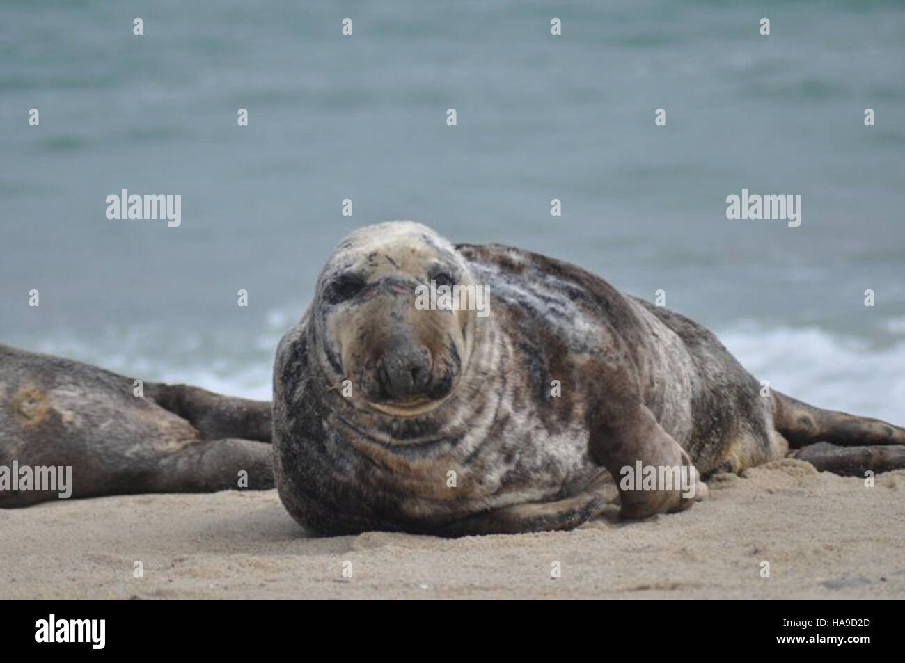 Conservation within marine environments hi-res stock photography and ...