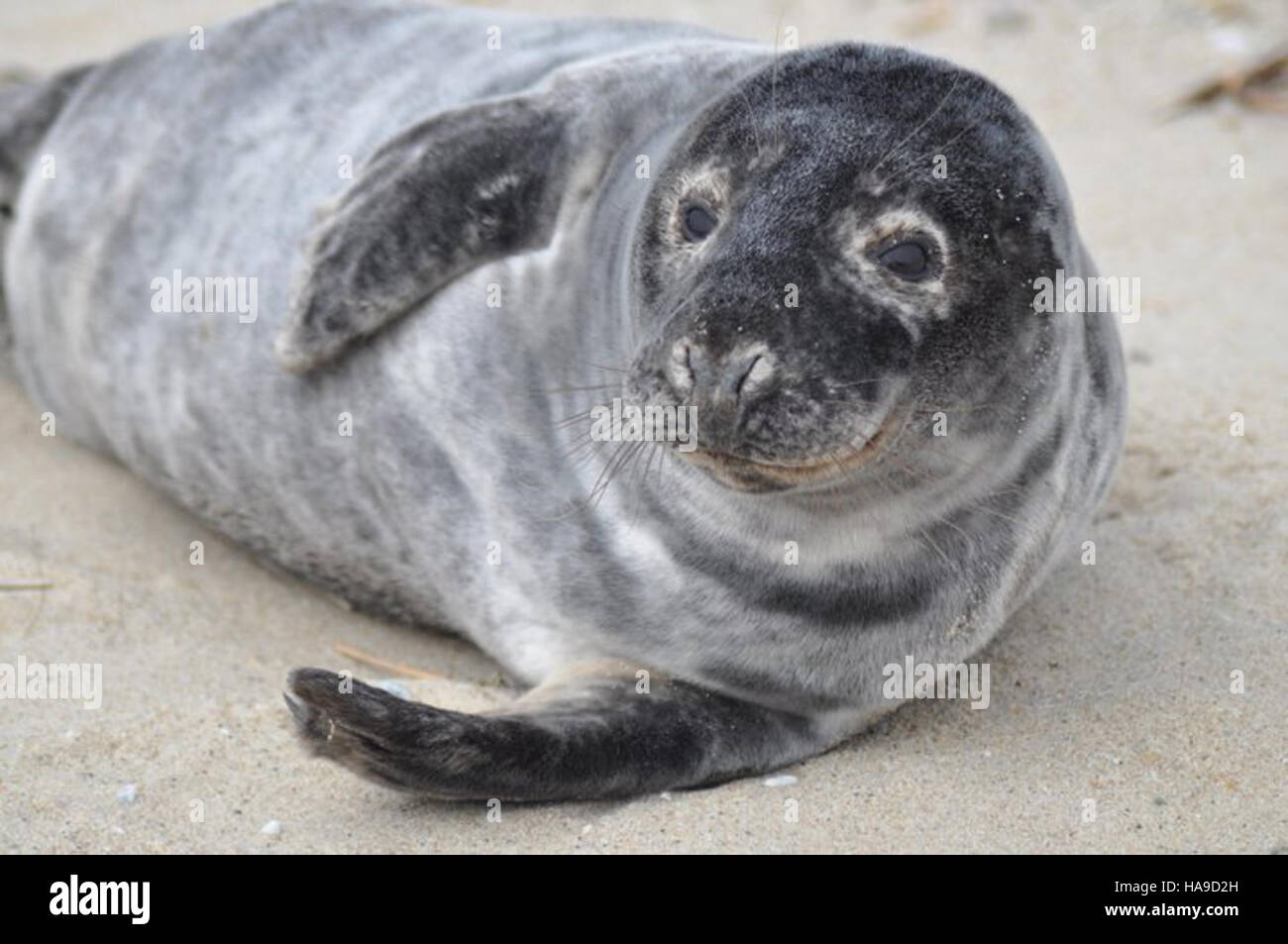 Gray seals are seen in their natural habitat within a national park ...