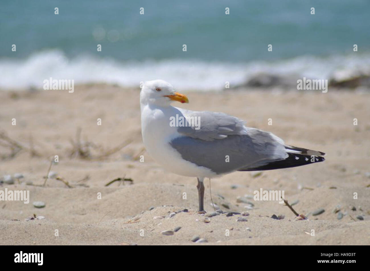 A Herring Gull spotted in a national park area, known for its ...