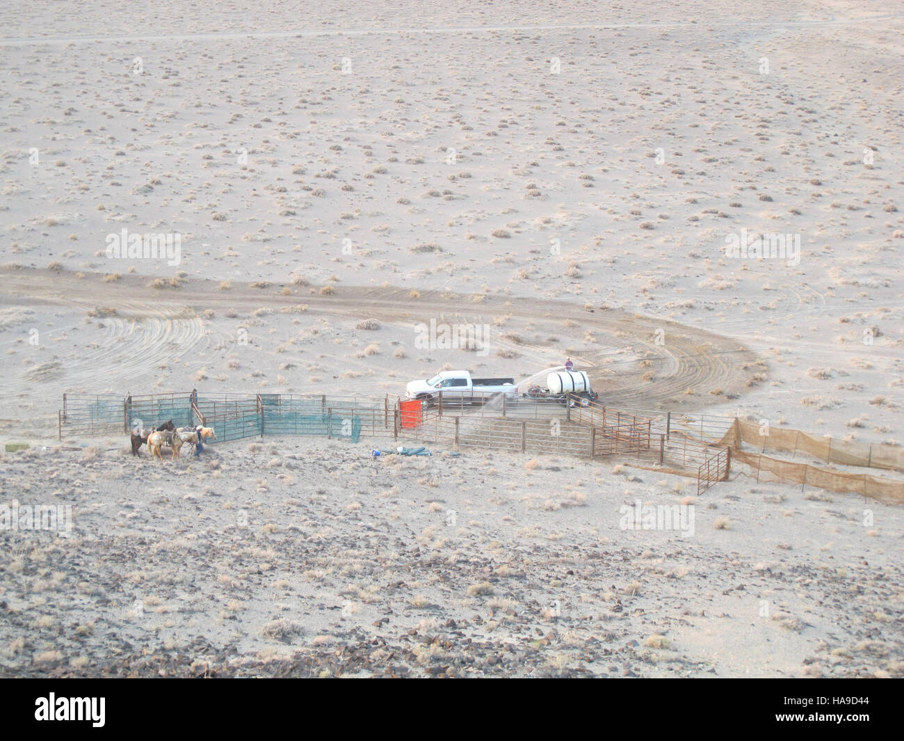 The Bureau of Land Management (BLM) conducted an emergency wild horse ...