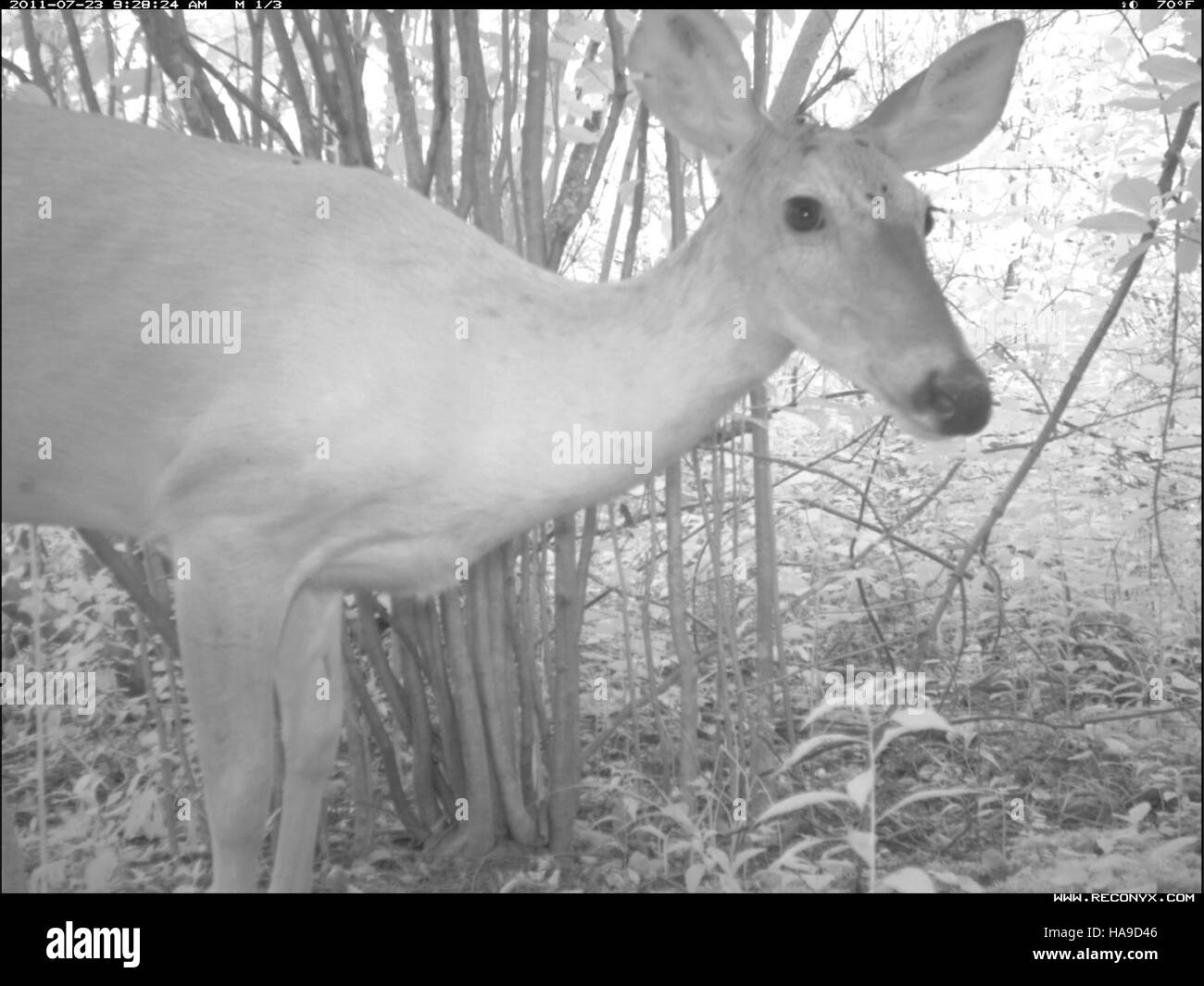 A female deer (doe) is captured in a national park, emphasizing the ...