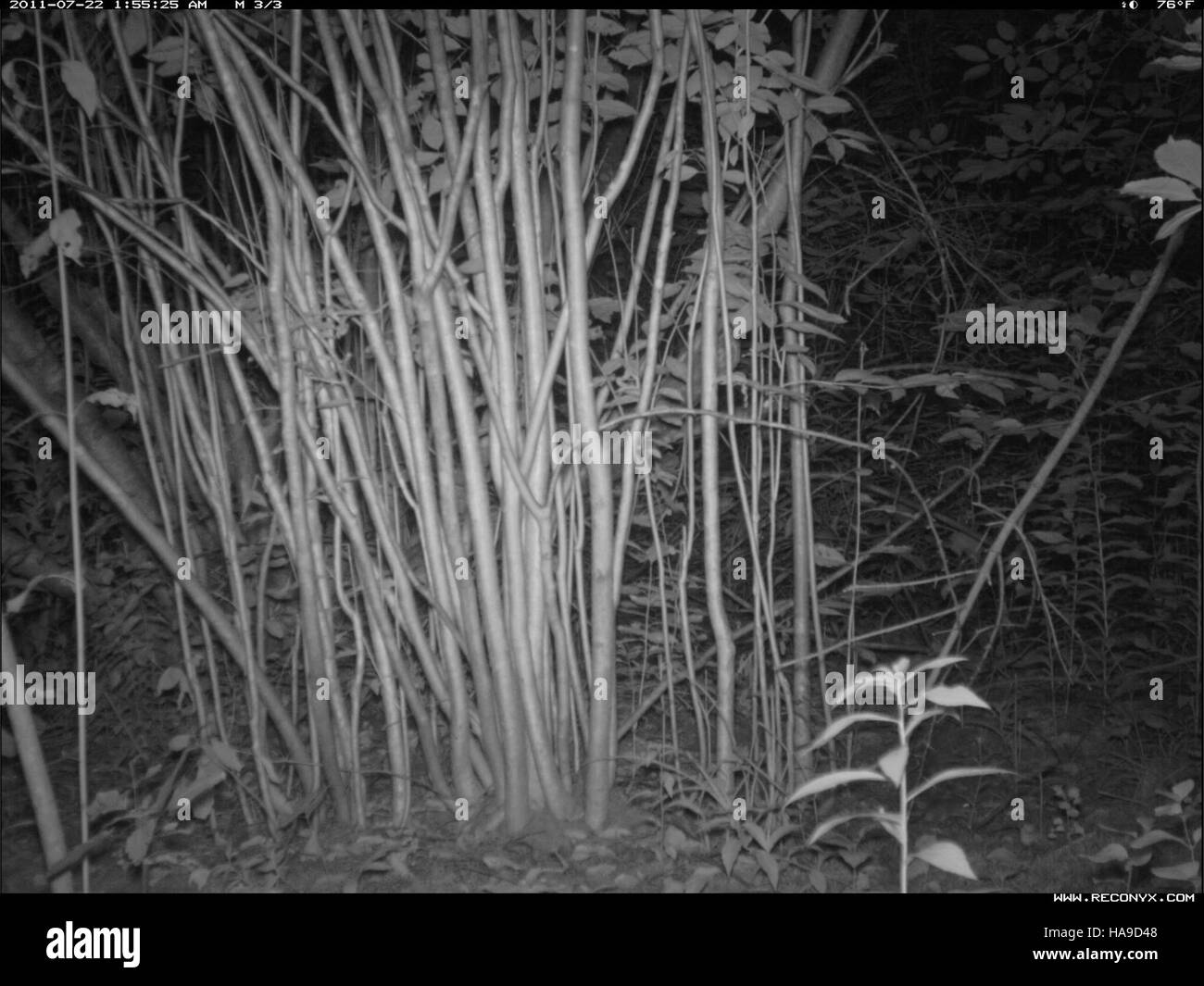 A mouse species is spotted in a northeast U.S. national park ...