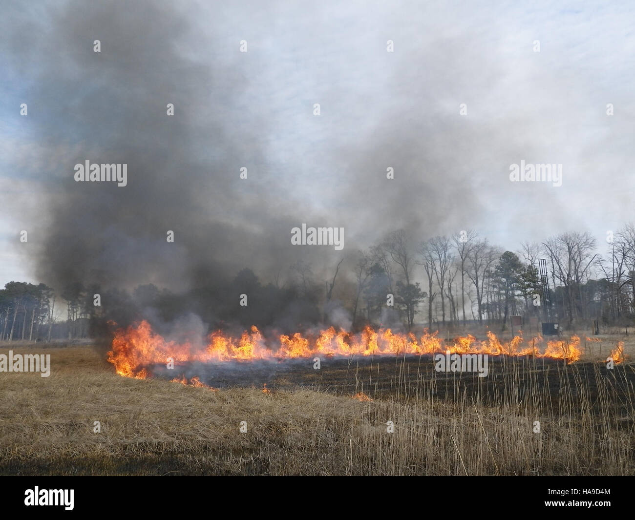 Controlled burn conducted at Eastern Neck National Wildlife Refuge to ...